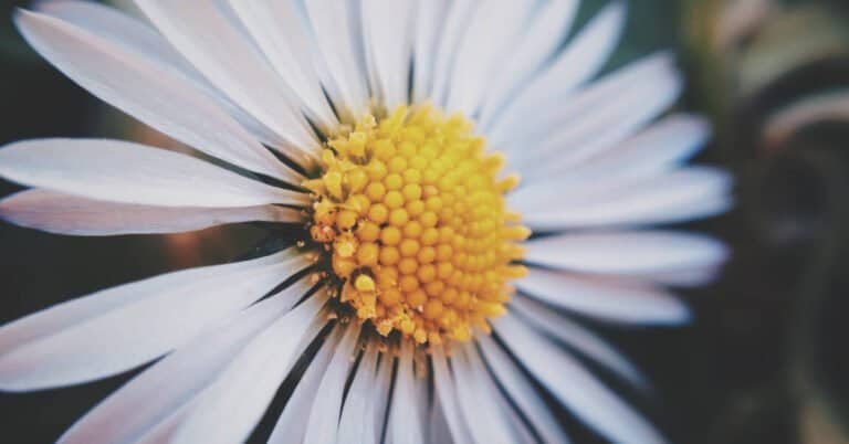 Unlock the Powerful Meaning Behind The Symbolism of 100 in Milestone ...